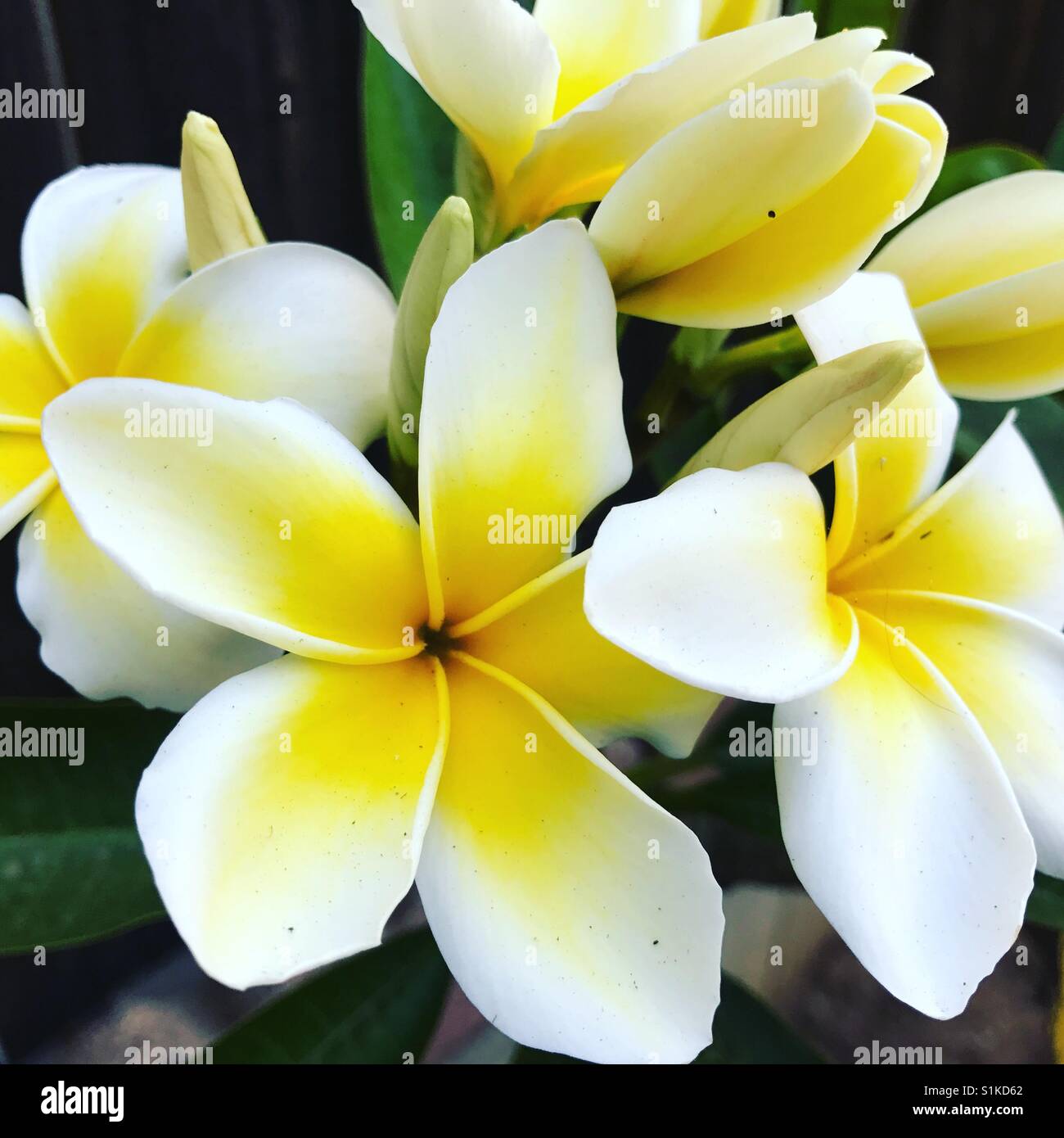 Plumaria hi-res stock photography and images - Alamy