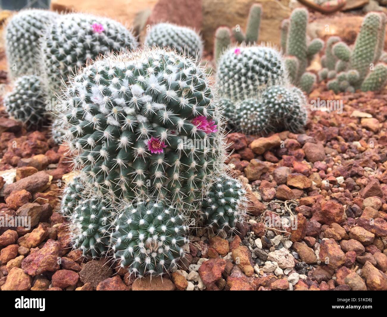 Little cactus hi-res stock photography and images - Alamy