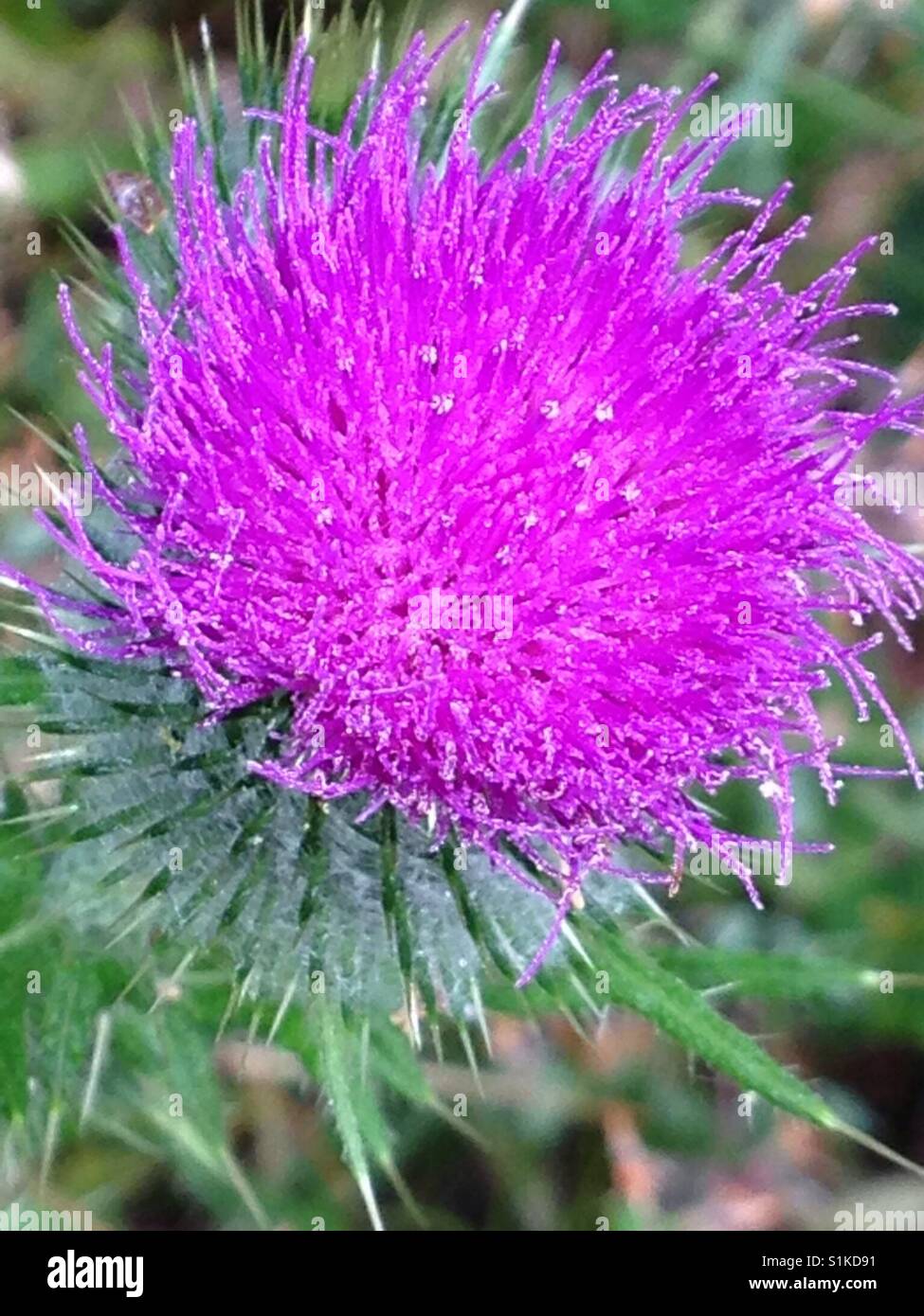 Prickly weeds hi-res stock photography and images - Alamy