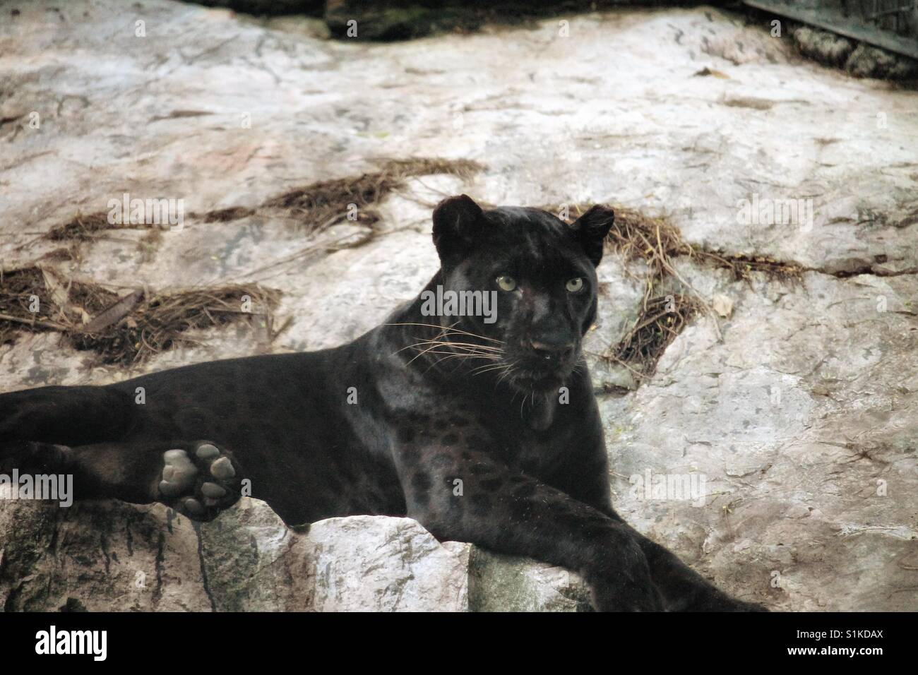 Sitting panther hi-res stock photography and images - Alamy