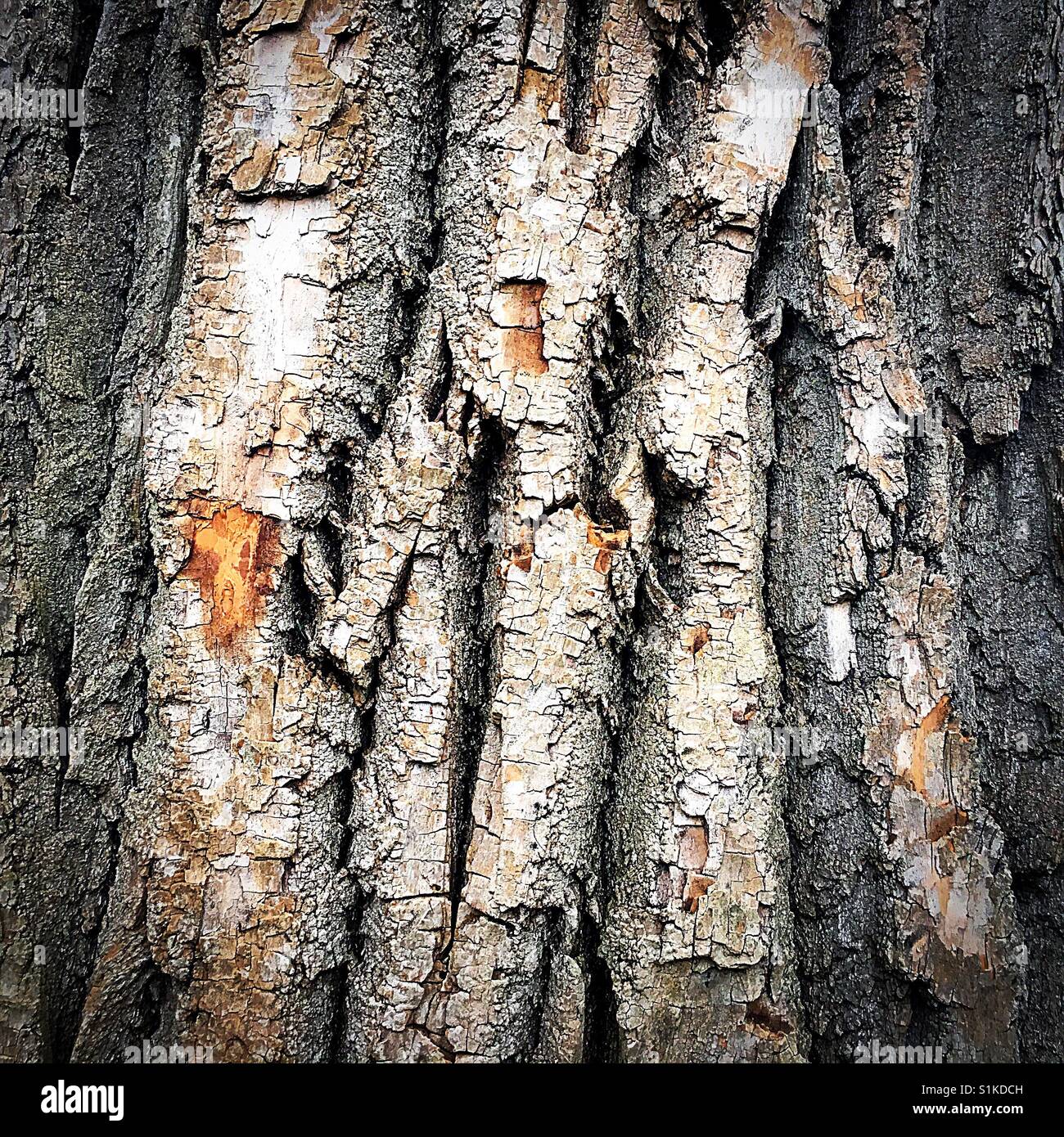 Barking up the wrong tree hi-res stock photography and images - Alamy