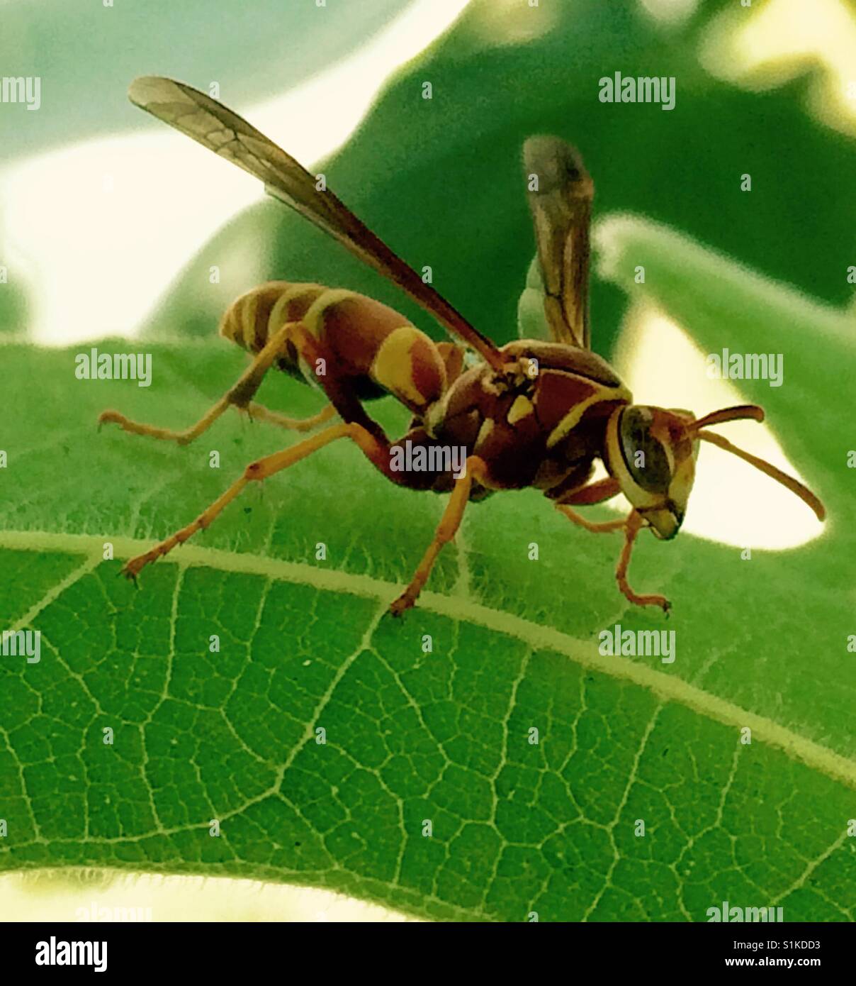 Insect Shade High Resolution Stock Photography and Images - Alamy