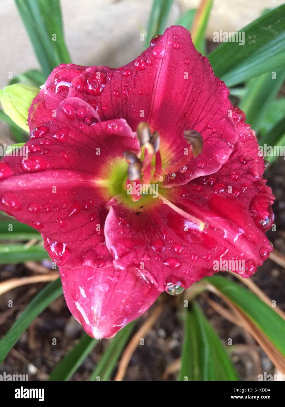 Morning dew on flower hi-res stock photography and images - Alamy