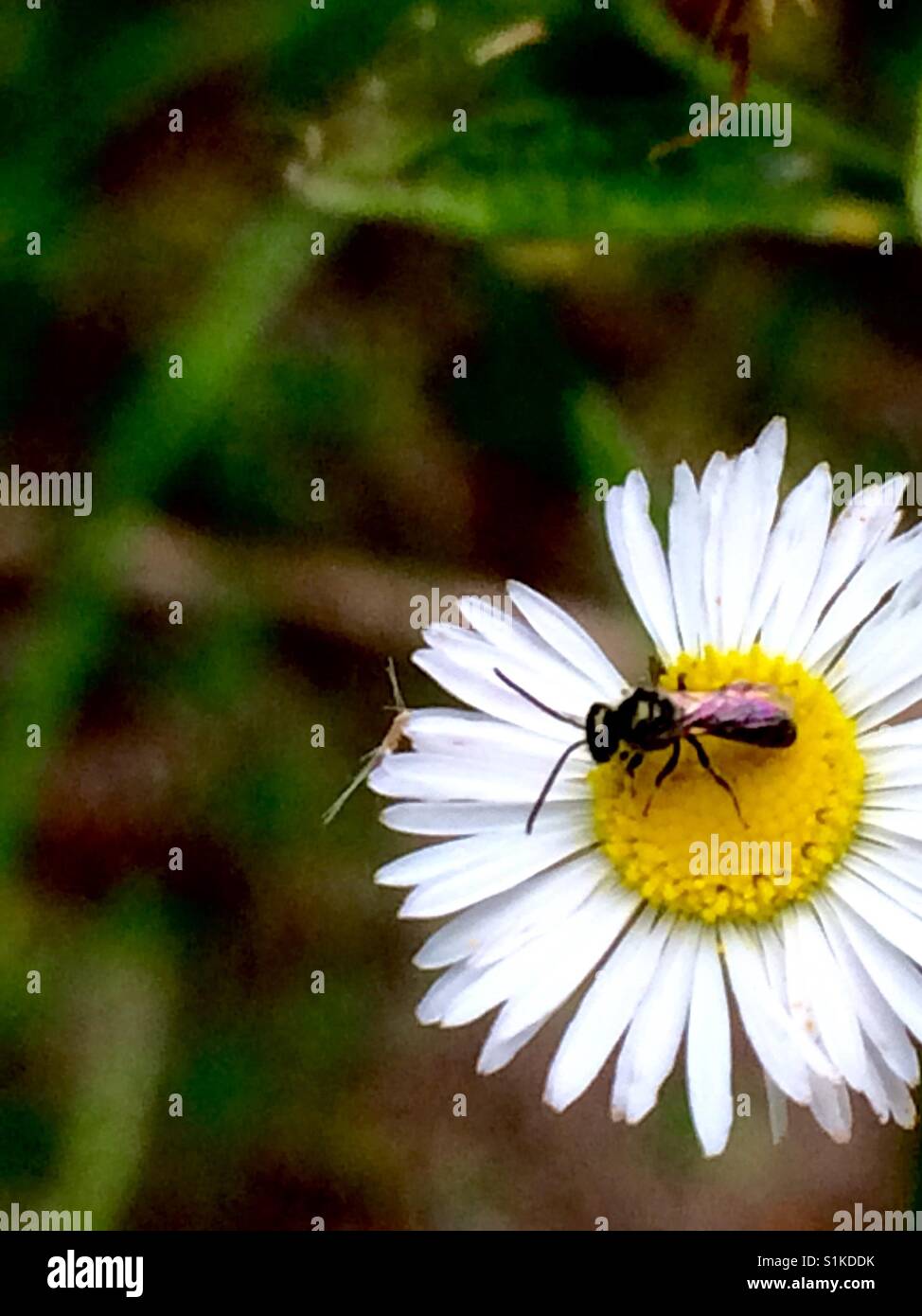 Ant and flower hi-res stock photography and images - Alamy