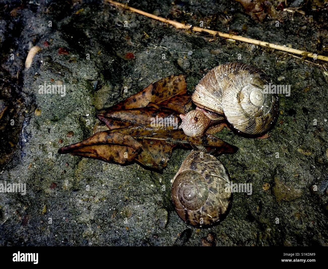 Shells and insects hi-res stock photography and images - Alamy