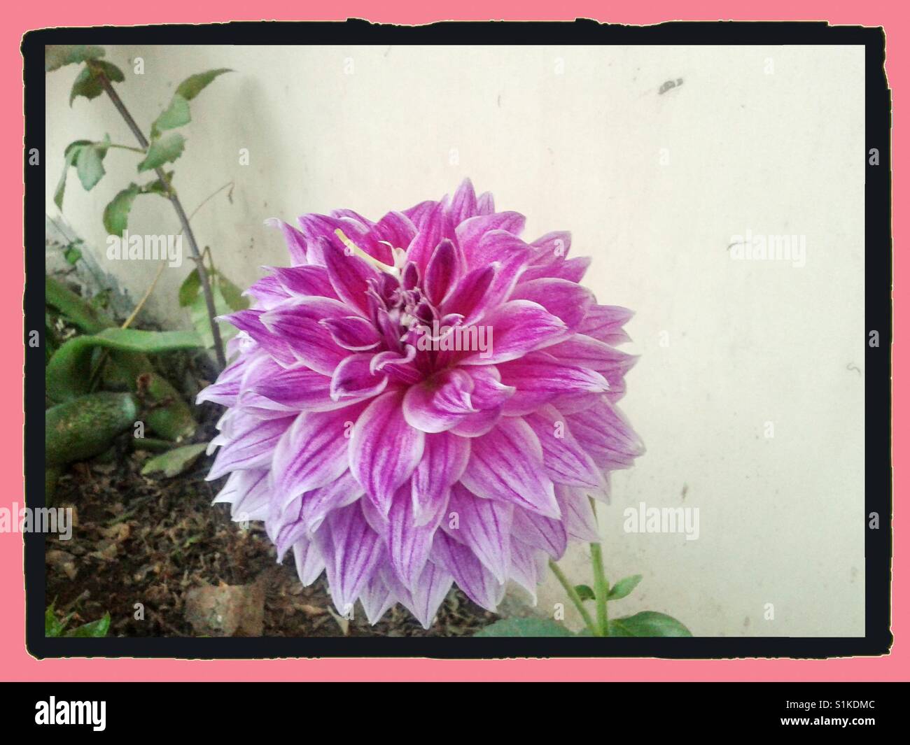 Dahlia Leaves High Resolution Stock Photography and Images - Alamy