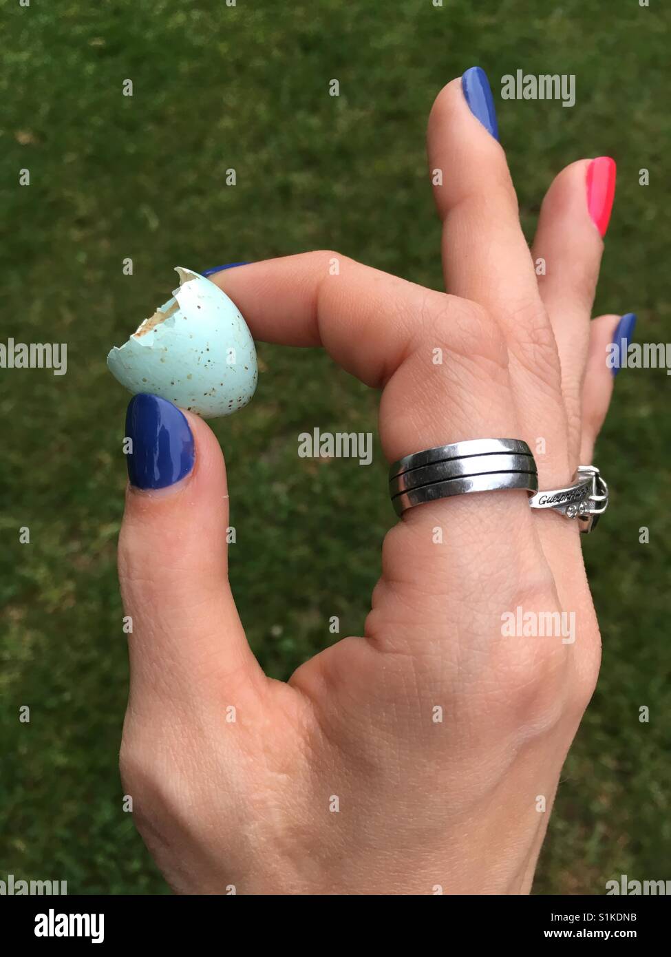 Blue robins egg hi-res stock photography and images - Alamy