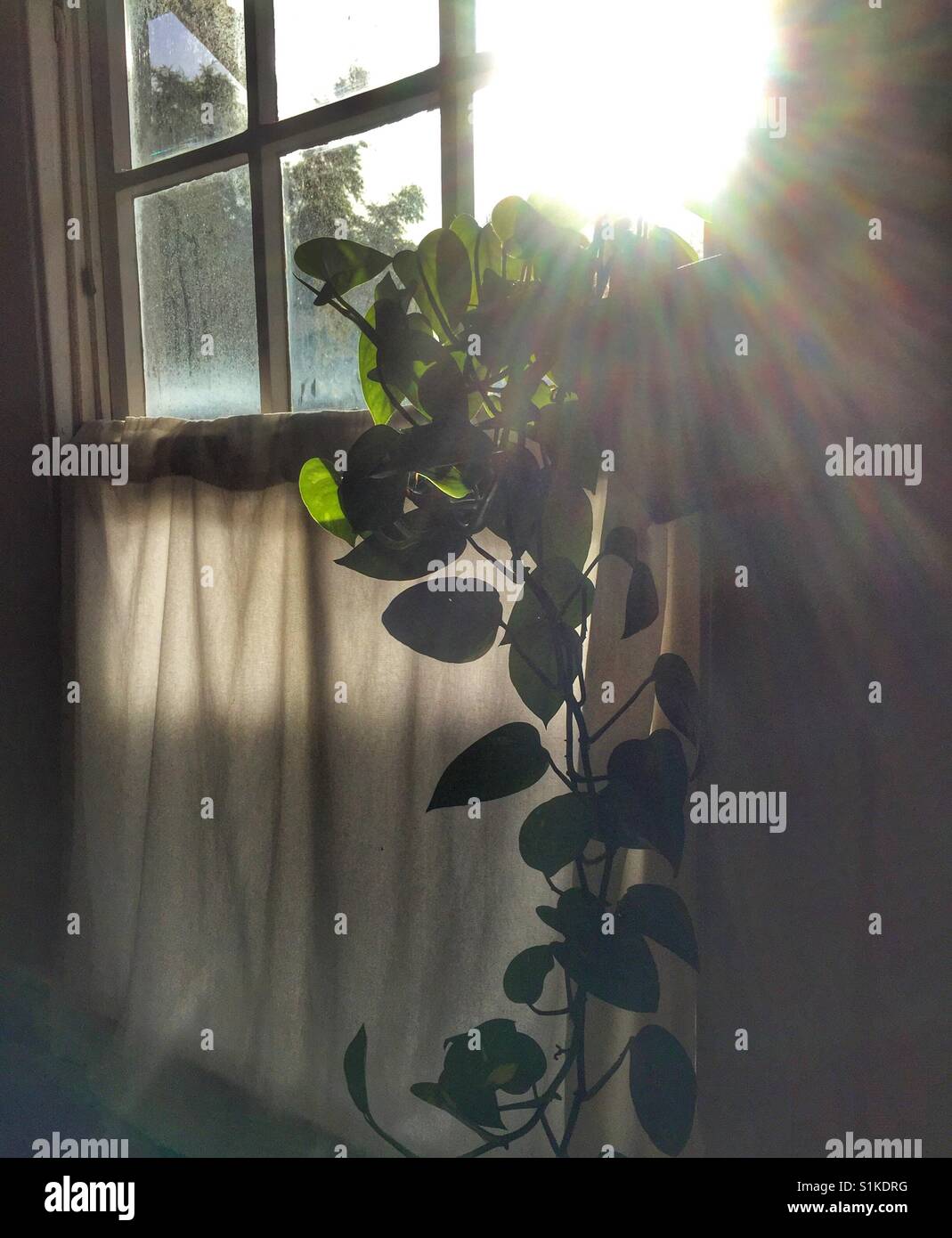 Vine hanging in window Stock Photo - Alamy