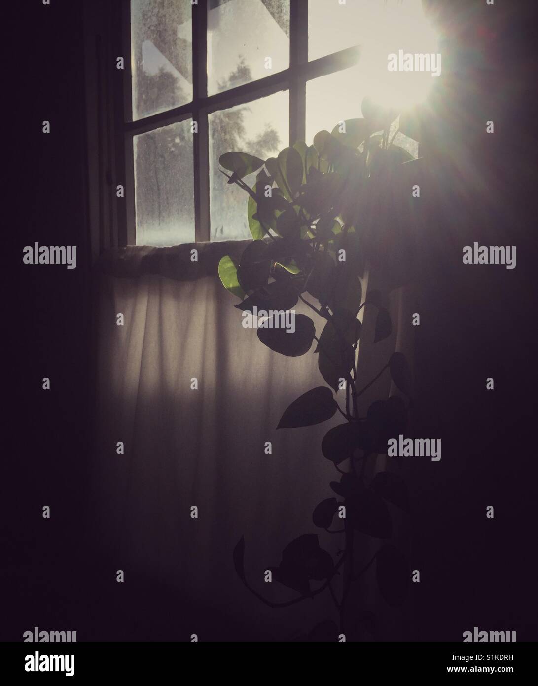 Vine hanging in window Stock Photo - Alamy