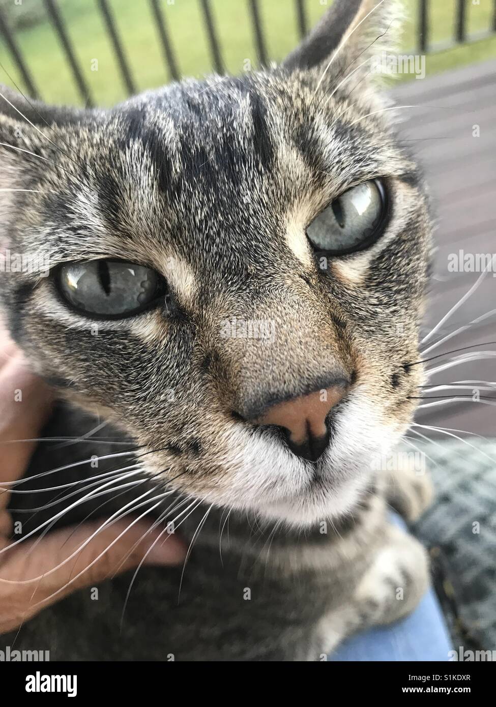 Kitty face hi-res stock photography and images - Alamy