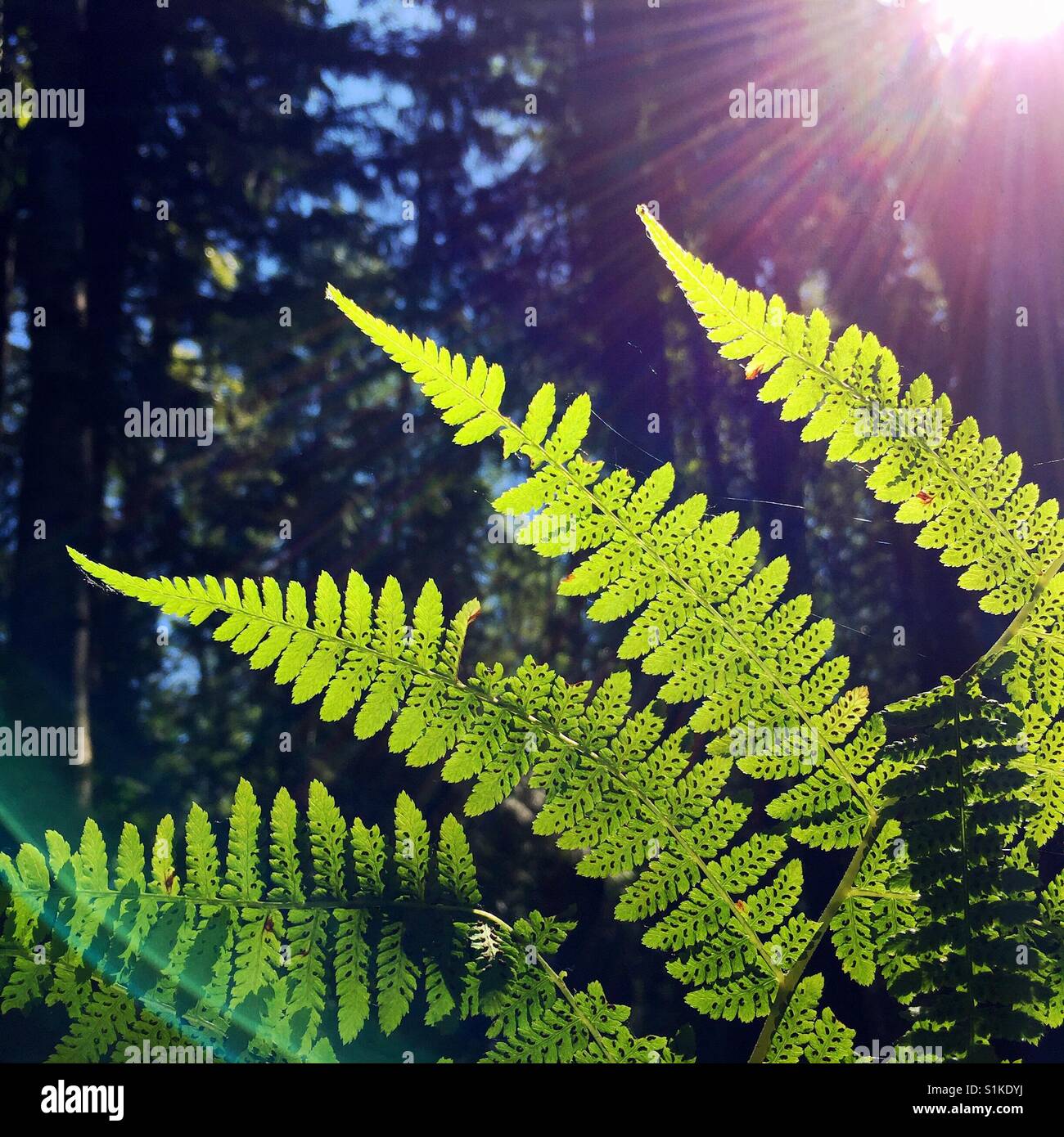 Beautiful wild ferns hi-res stock photography and images - Alamy
