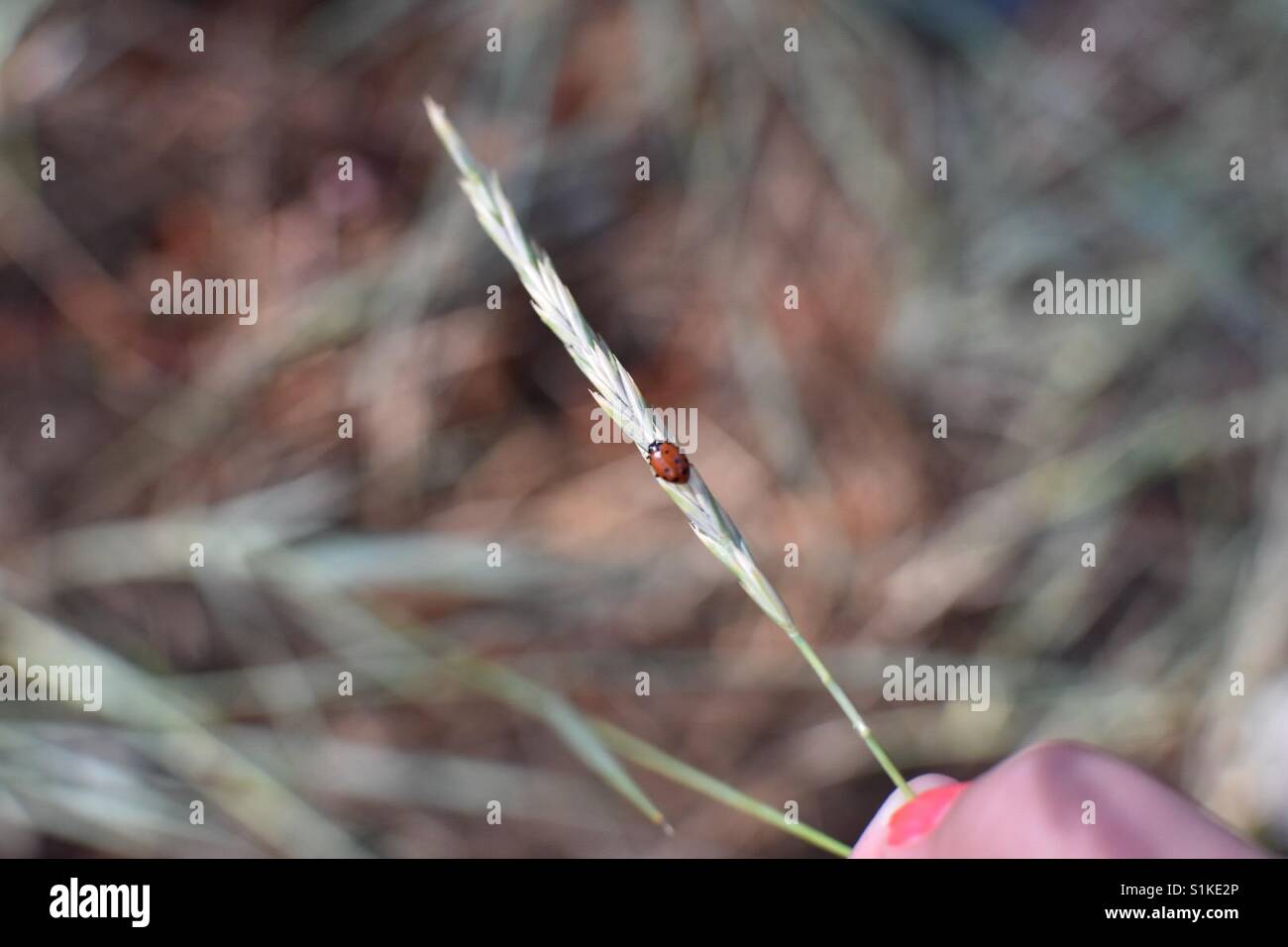 Baby ladybug hi-res stock photography and images - Alamy