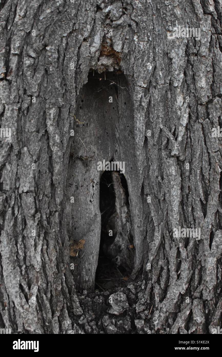 Tunnel of tree hi-res stock photography and images - Alamy