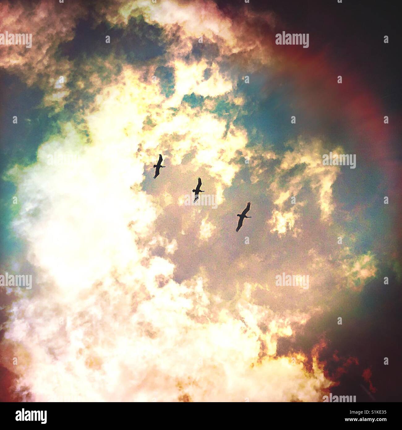 Trio of birds hi-res stock photography and images - Alamy