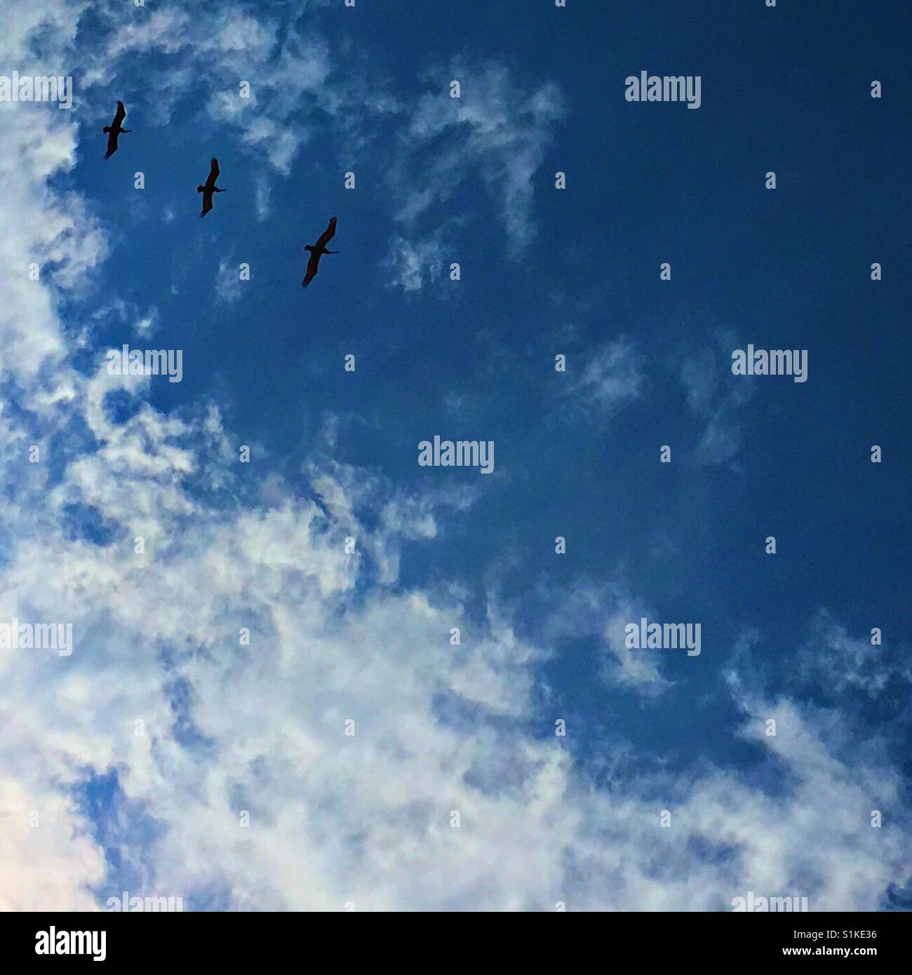 Trio of birds hi-res stock photography and images - Alamy