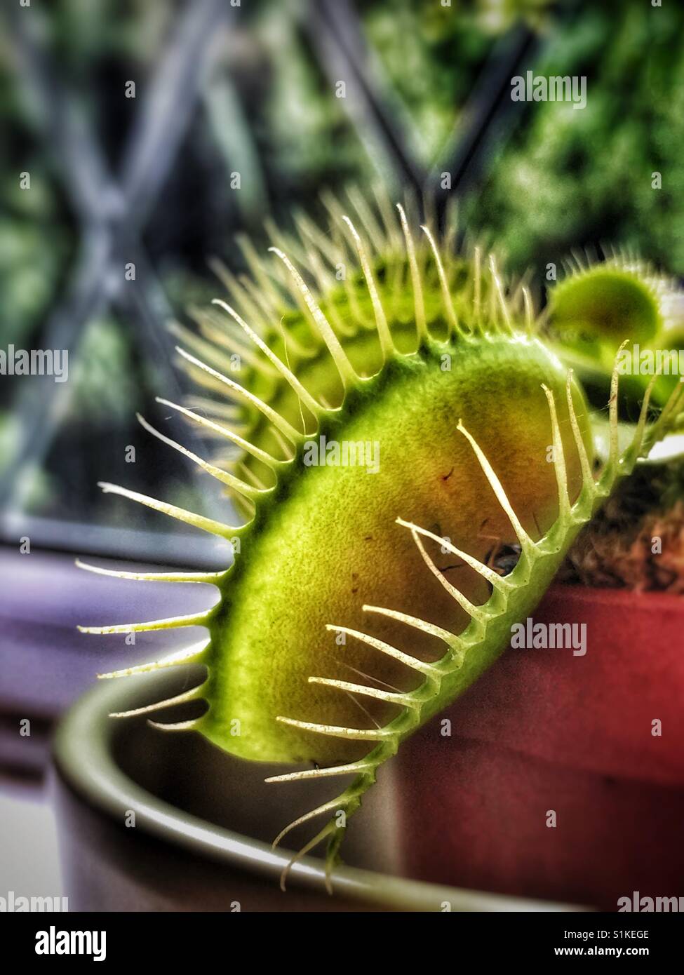 Venus Fly Trap Open High Resolution Stock Photography and Images - Alamy