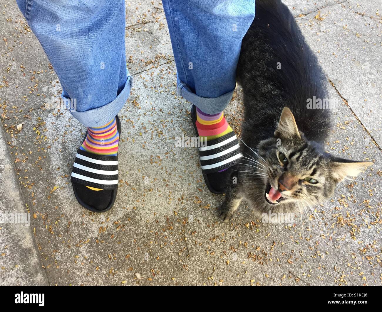 Socks cat hi-res stock photography and images - Alamy
