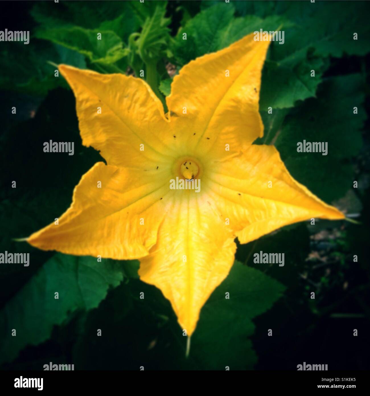 Edible squash flower grows at a vegetable garden in Mexico City Stock ...