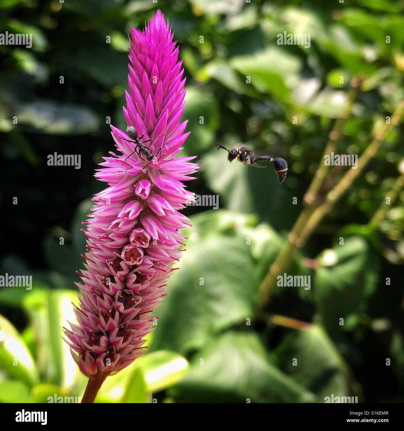 Giant wasp hi-res stock photography and images - Alamy