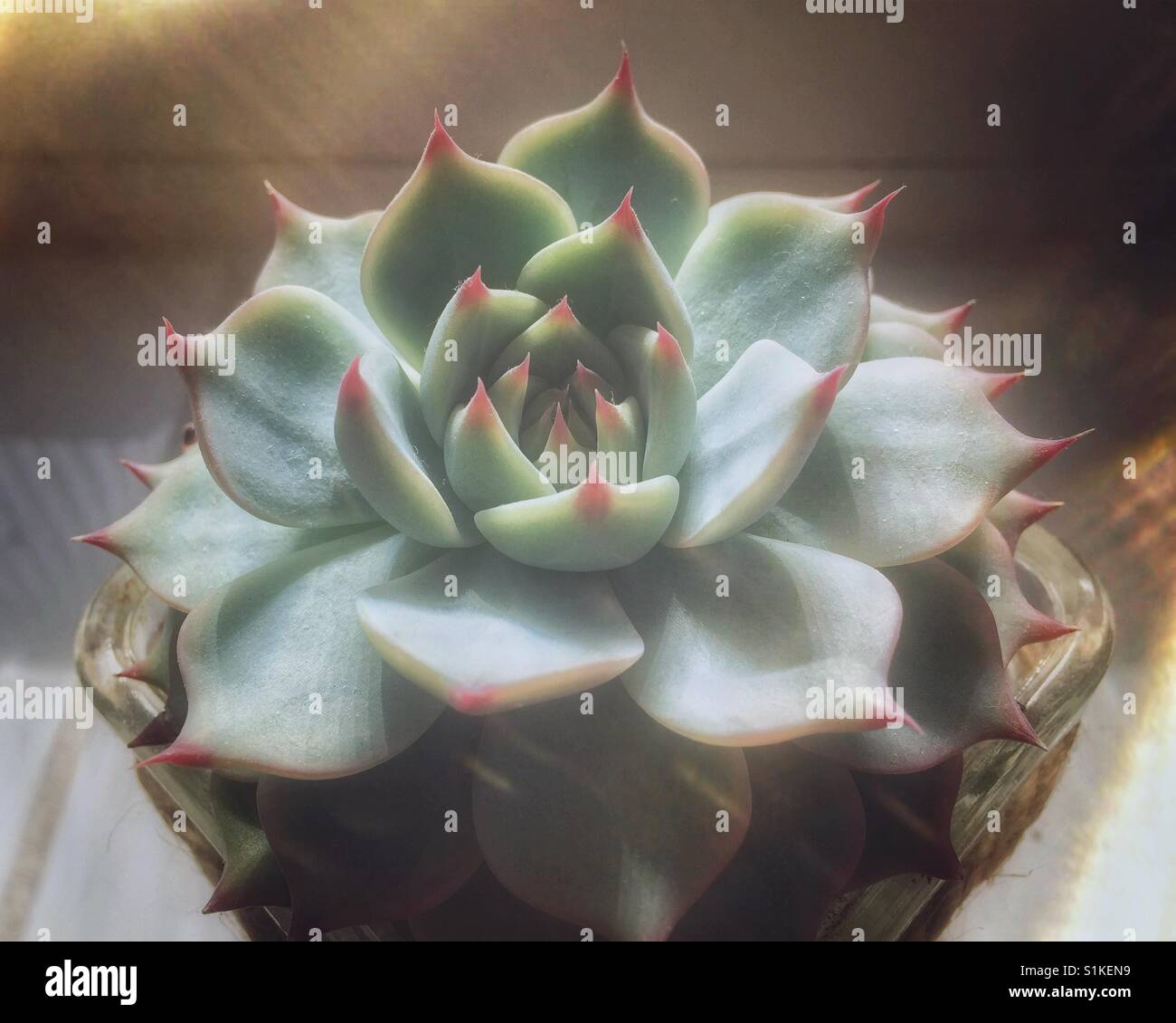 Parva plant hi-res stock photography and images - Alamy