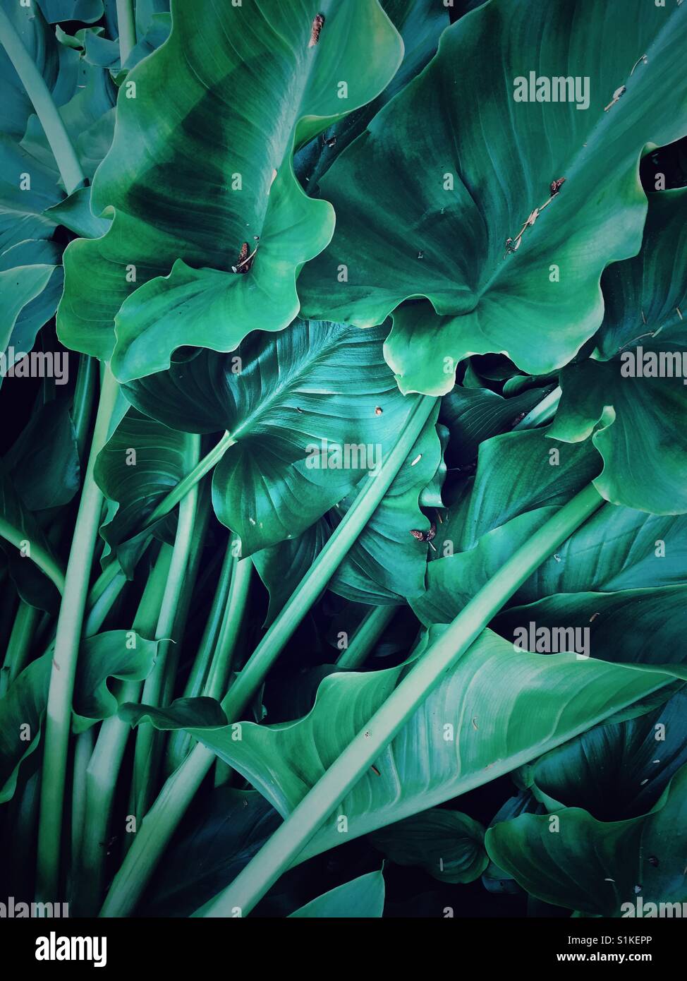 Large calla lily leaves in the garden Stock Photo - Alamy