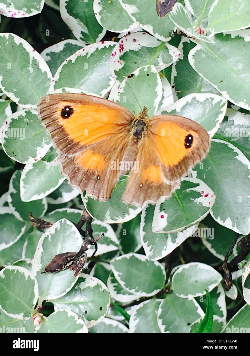 Gatekeeper moth hi-res stock photography and images - Alamy