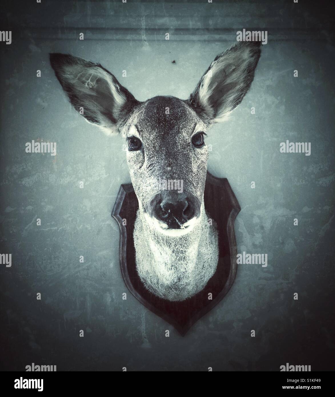 Stag head hi-res stock photography and images - Alamy