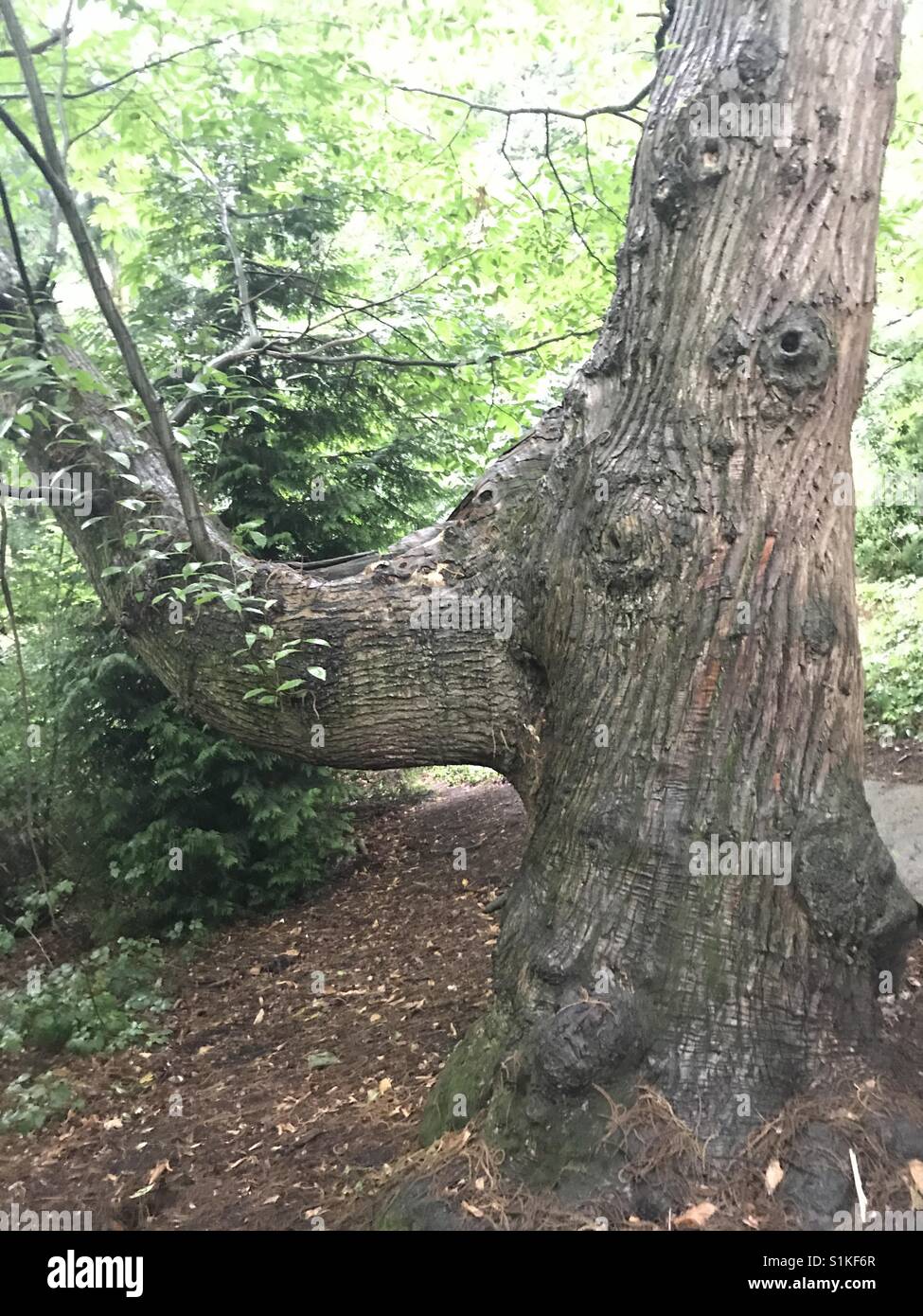 Elephant tree hi-res stock photography and images - Alamy