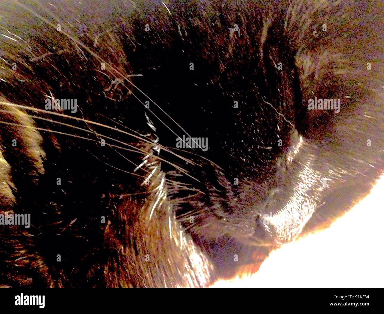 Black cat snoozing hi-res stock photography and images - Alamy