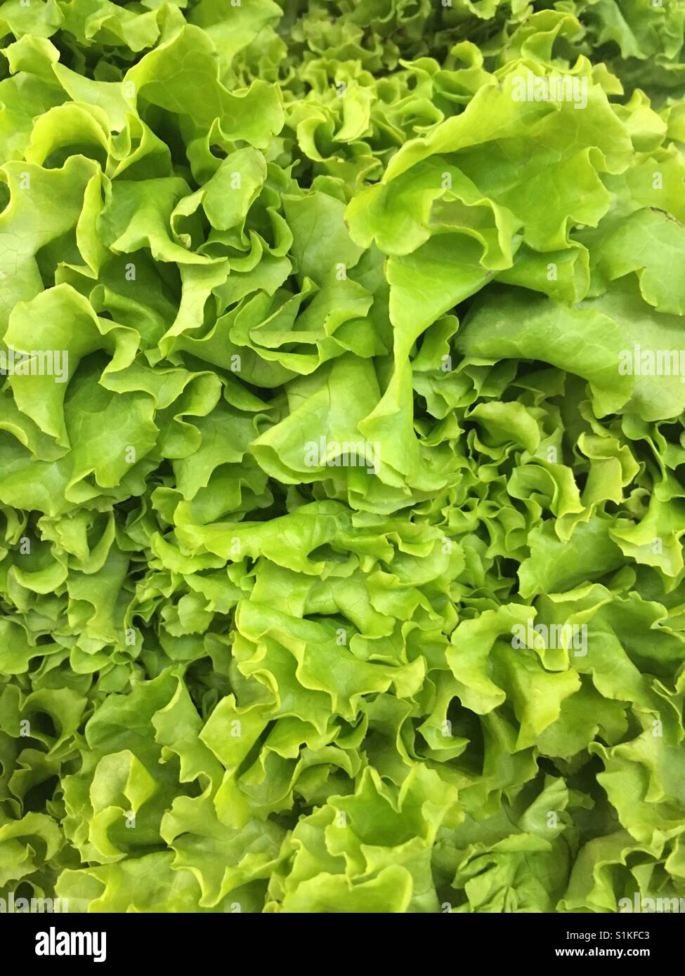 Fresh green leafy vegetables hi-res stock photography and images - Alamy
