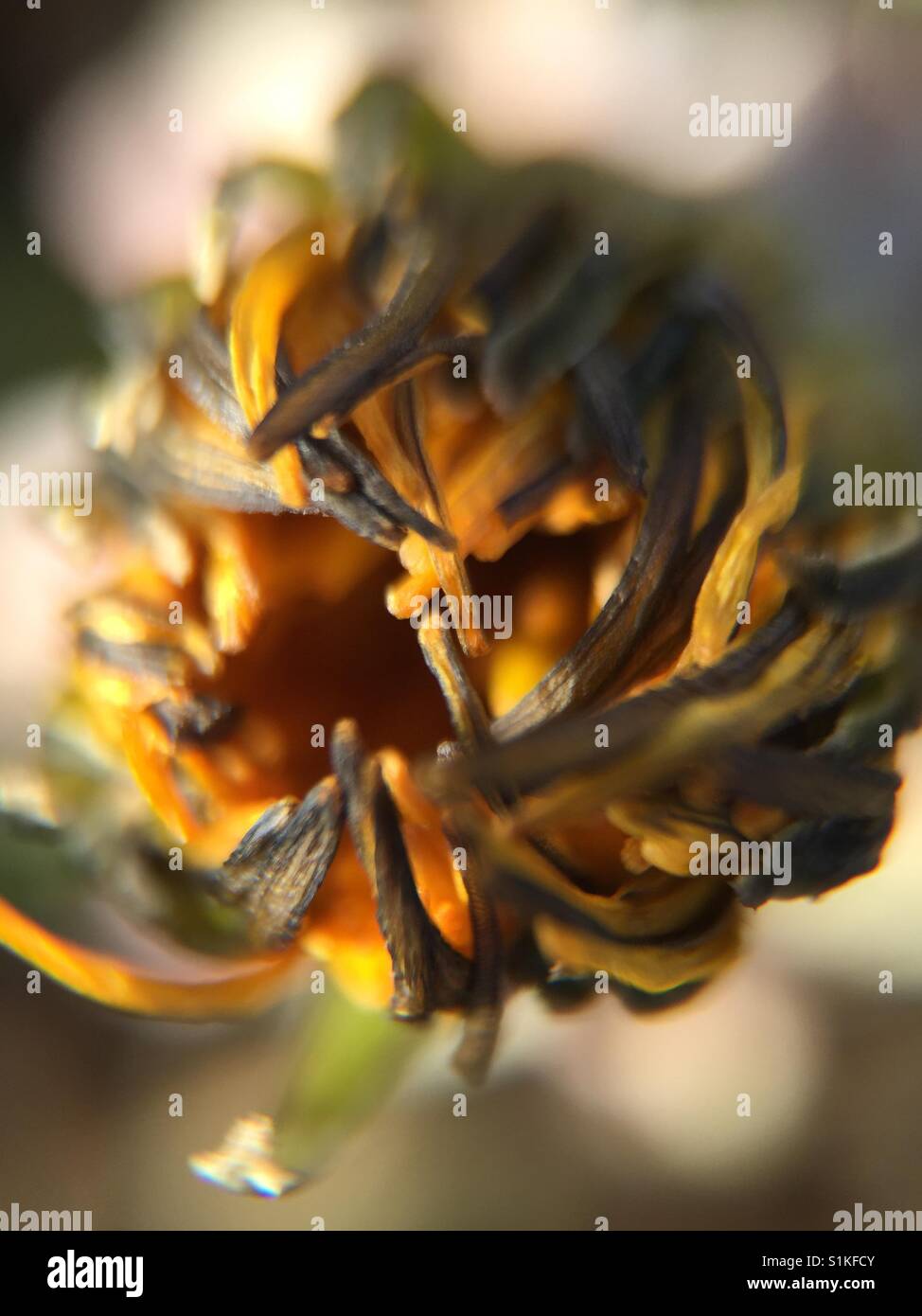 Dead bud hi-res stock photography and images - Alamy