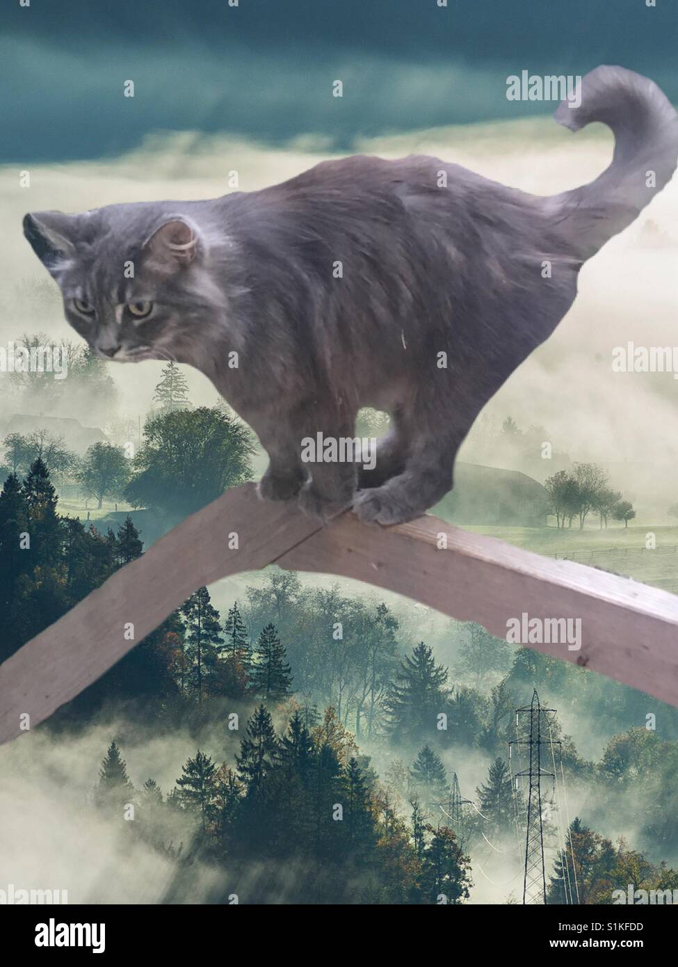Kitty cat on a rail high up, looking down Stock Photo - Alamy