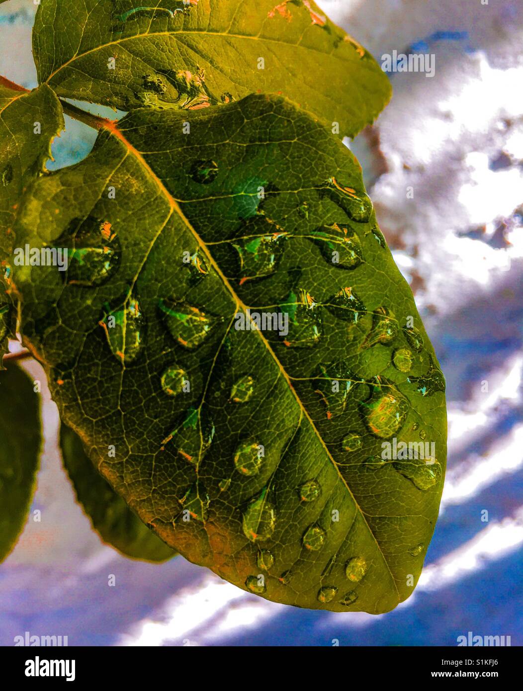Rose leaf hi-res stock photography and images - Alamy