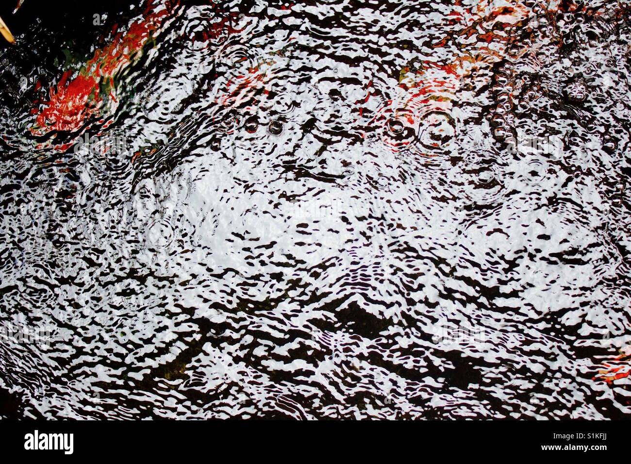 Fish swimming in water ripples Stock Photo - Alamy