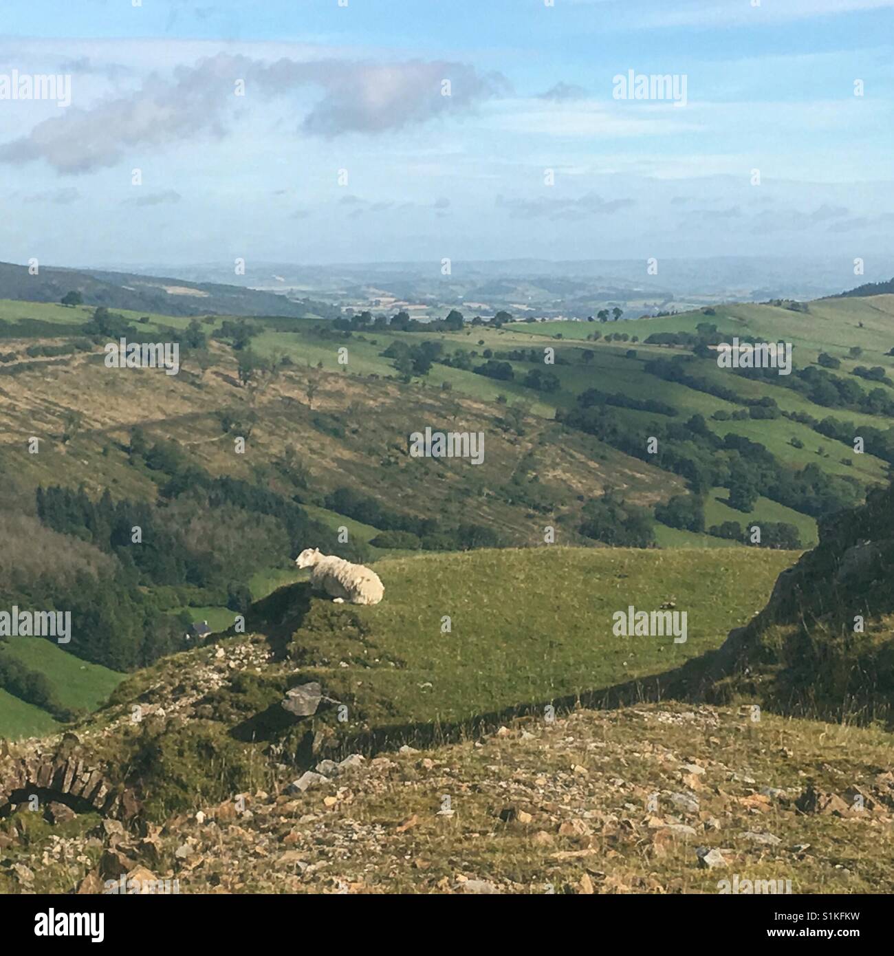 Sheep welsh hills hi-res stock photography and images - Alamy