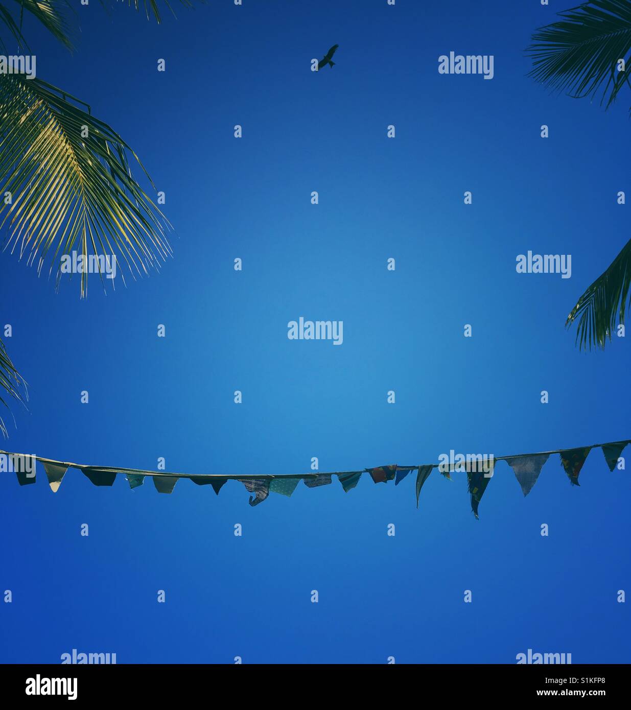 Bird flying above trees hi-res stock photography and images - Alamy