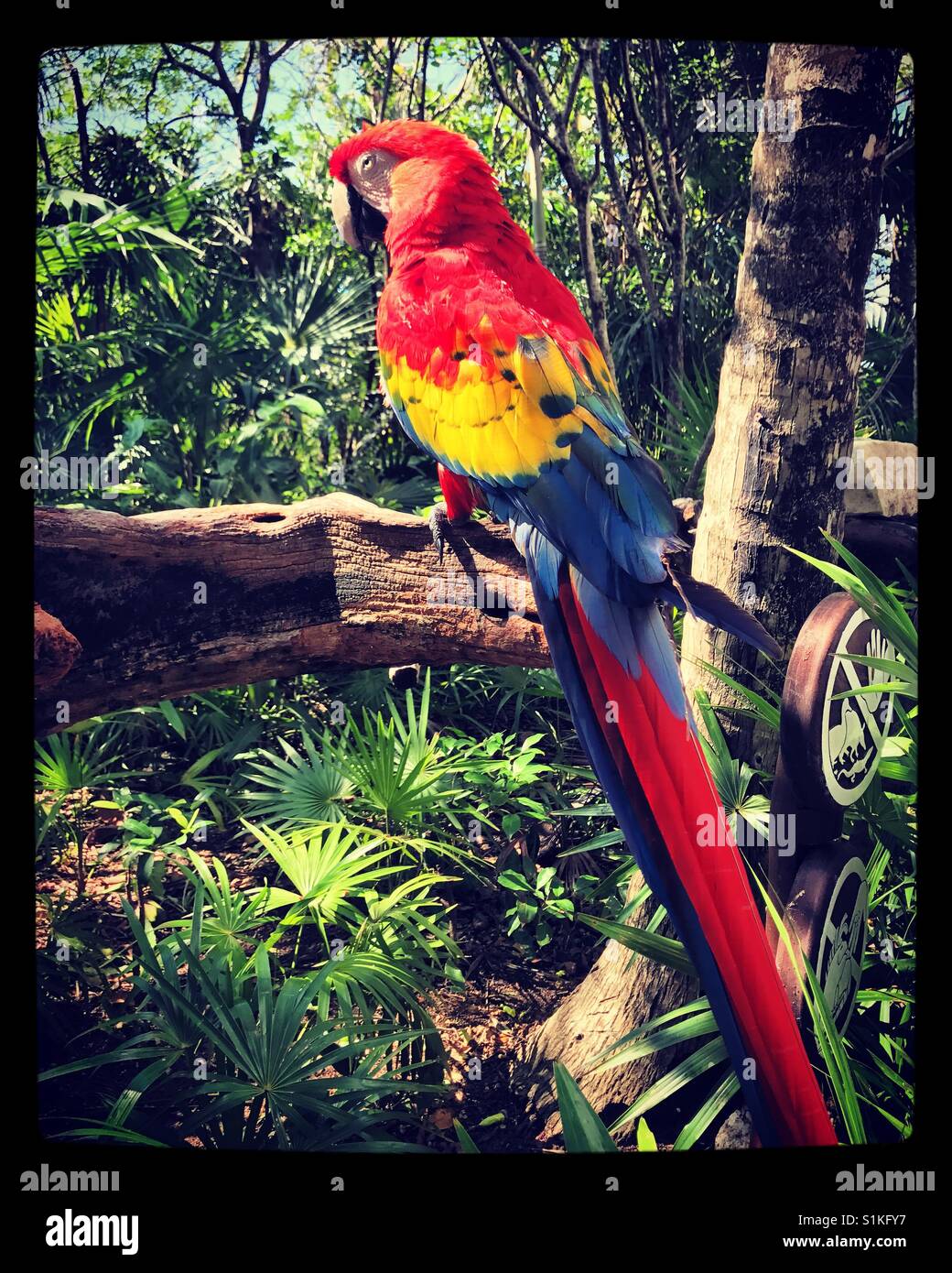 Red Macaw High Resolution Stock Photography and Images - Alamy
