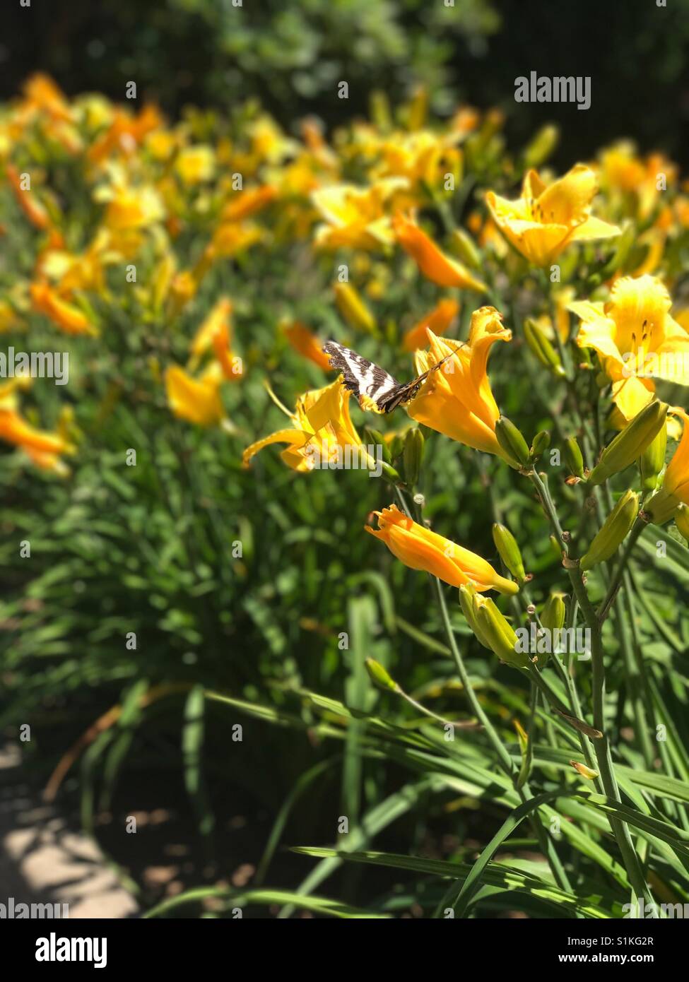 Butterfly lily hi-res stock photography and images - Alamy