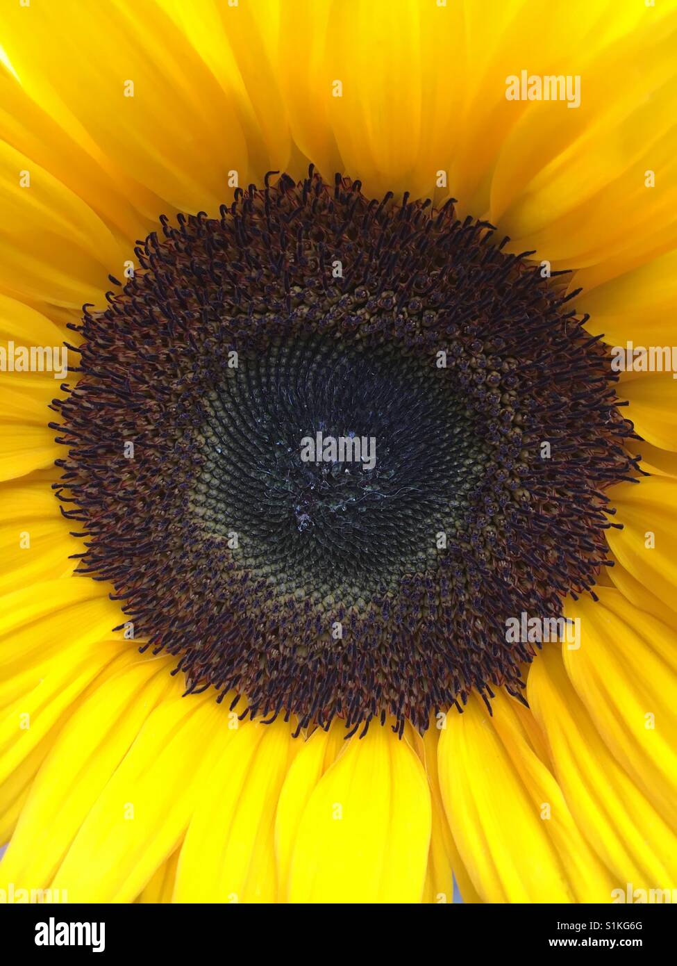 Black pollen hi-res stock photography and images - Alamy