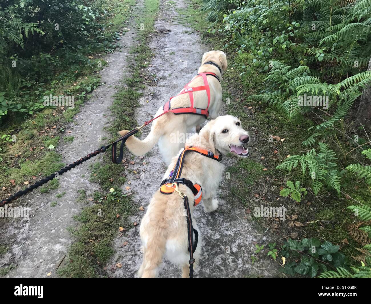 Canicross with the dogs Stock Photo - Alamy