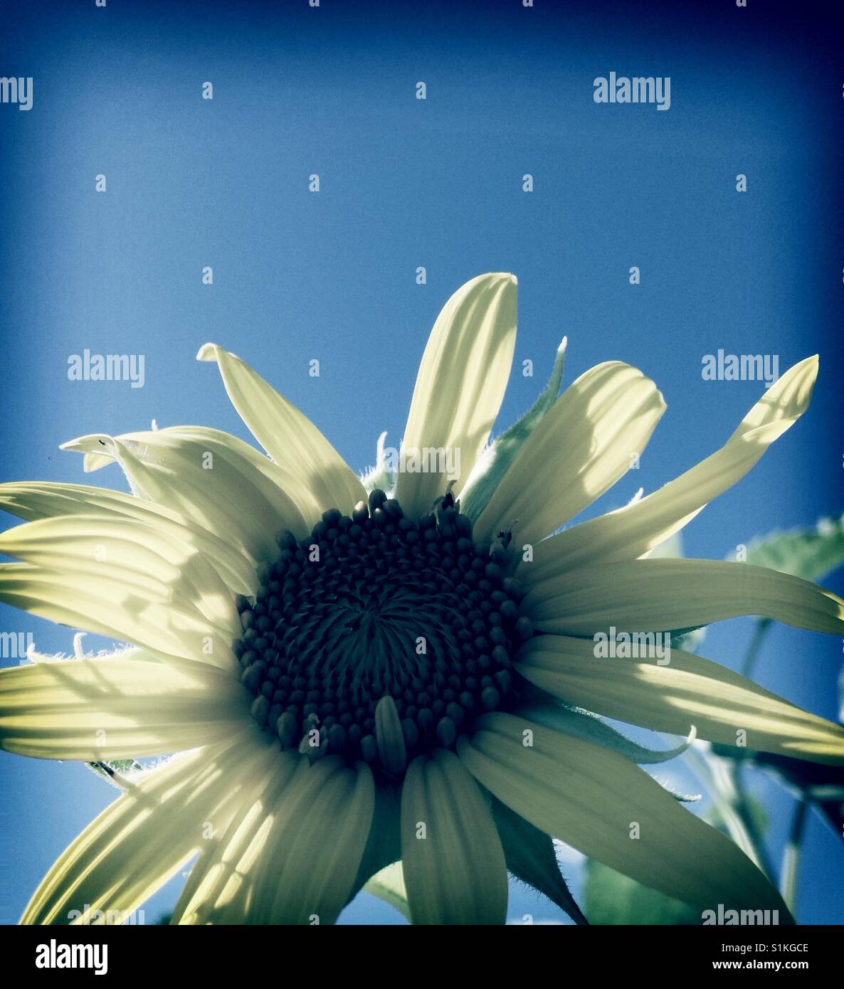 Pale sunflower, vivid blue sky- North Carolina Stock Photo - Alamy