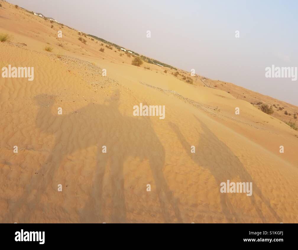 Camel shadow in the desert Stock Photo - Alamy