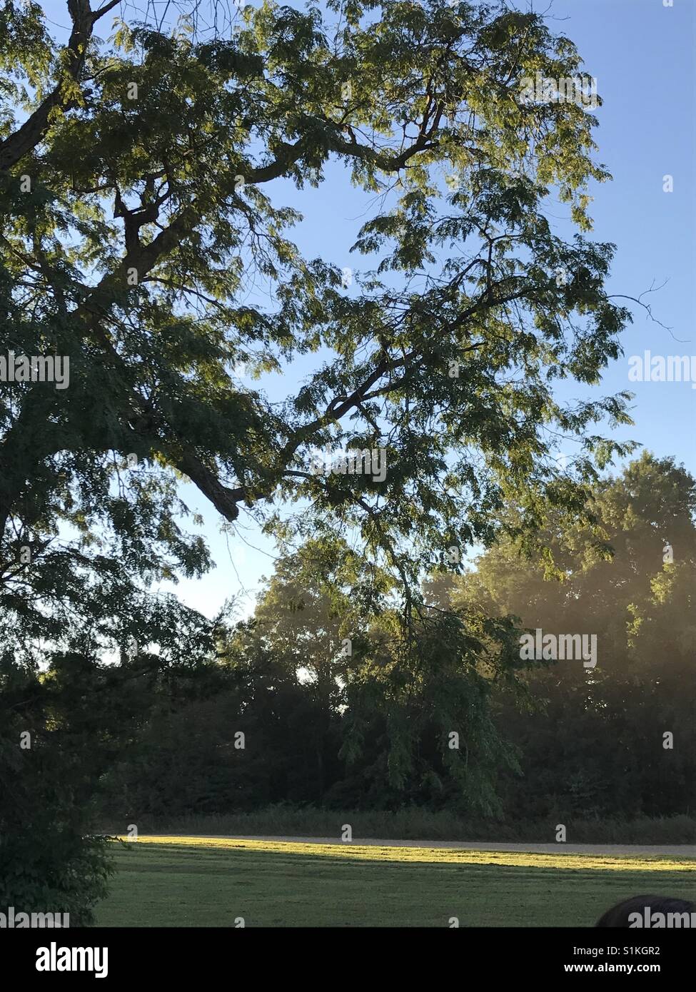 Evening tree with sun Stock Photo - Alamy