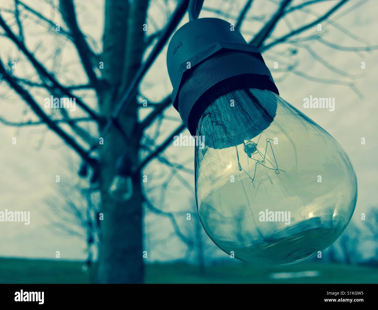 Light bulb tree hi-res stock photography and images - Alamy