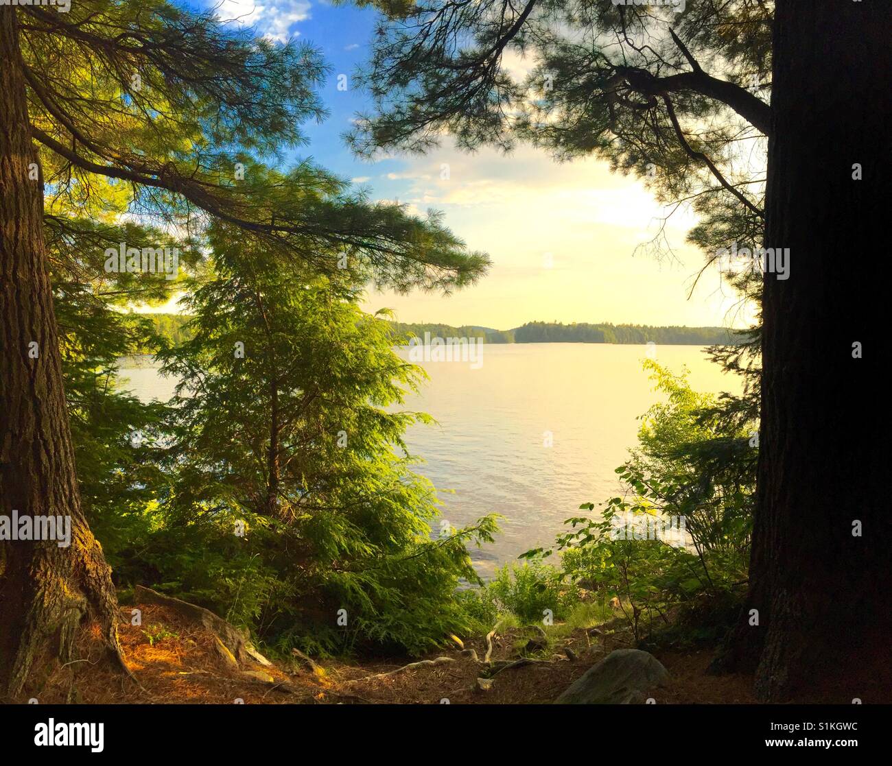 Shady Forest At Sunny Lake Pic Stock Photo - Alamy