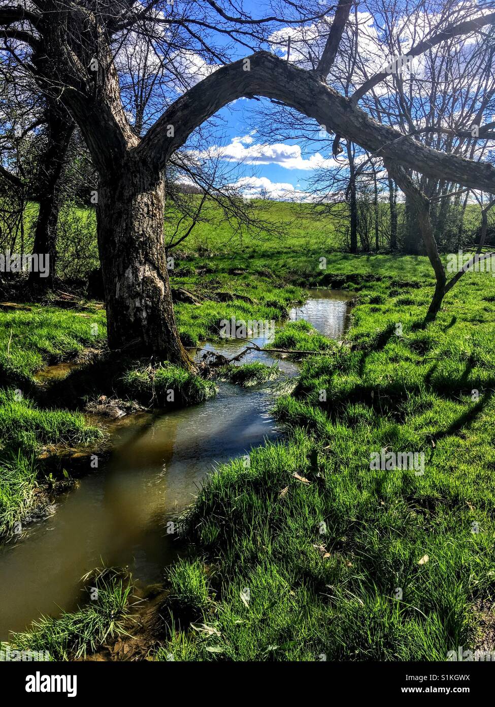 Creek and trees hi-res stock photography and images - Alamy