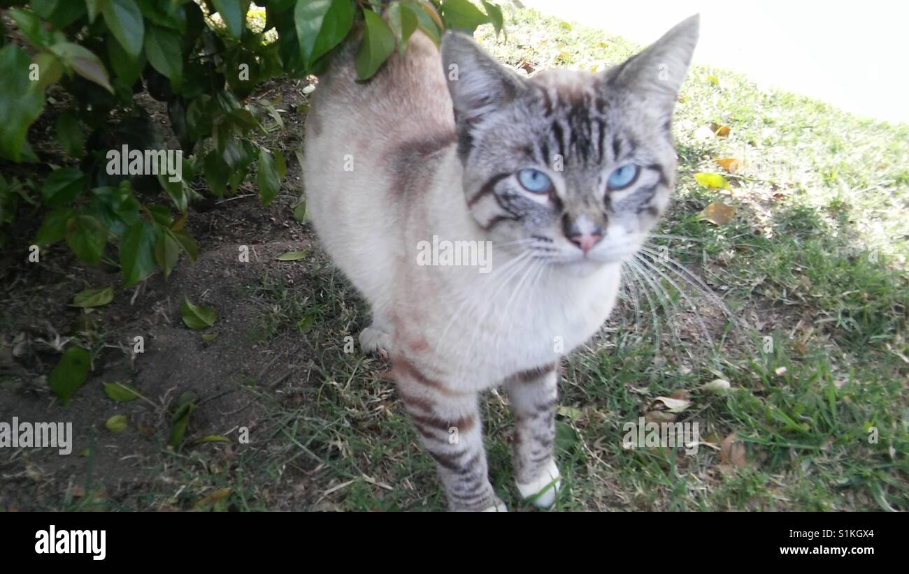 Kitty boy hi-res stock photography and images - Alamy