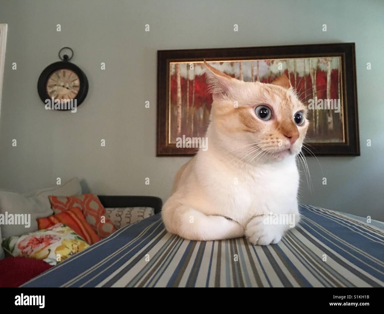 Cat on alert Stock Photo - Alamy