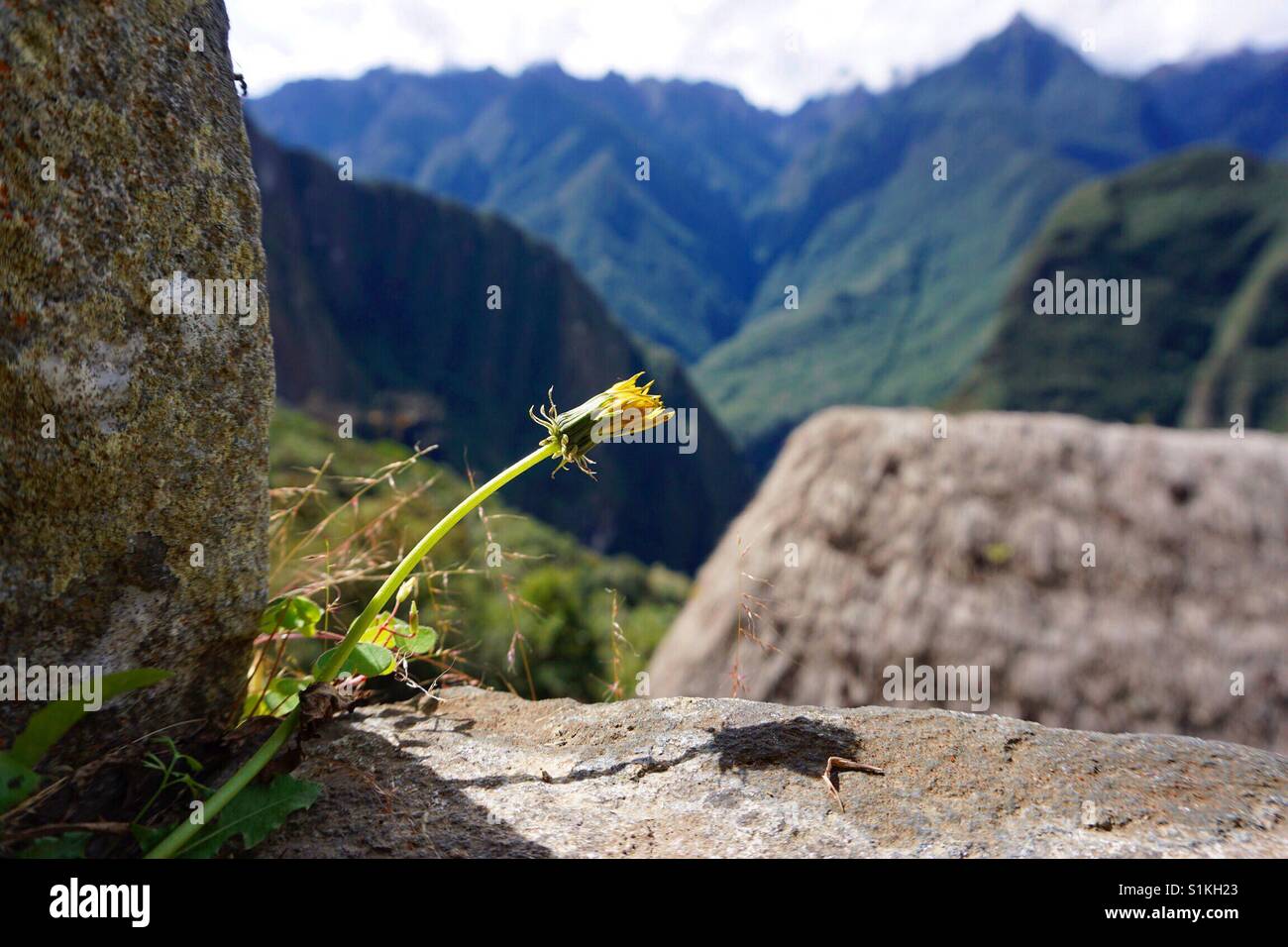 Beautiful things grow in the most unlikely places Stock Photo - Alamy