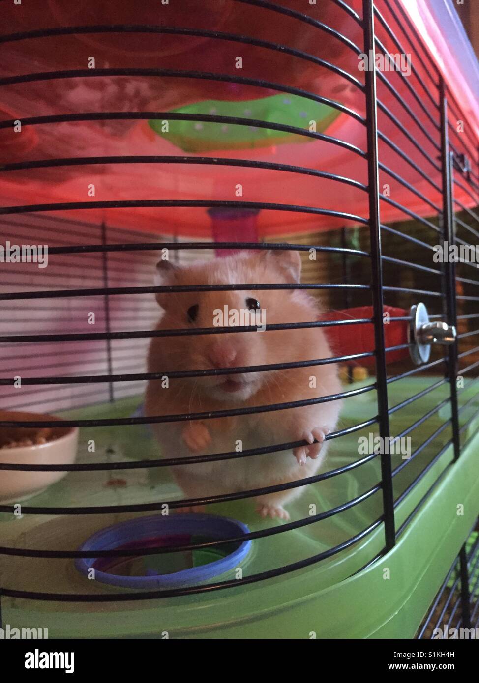 Hamster cage with hamster hi-res stock photography and images - Alamy